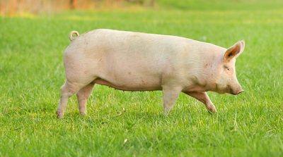 5 Hog Breeds for the Backyard Homesteader - Countryside